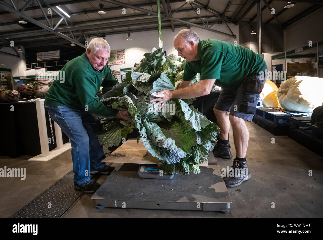 A cabbage is weighed as judging takes place during the Giant Vegetable ...