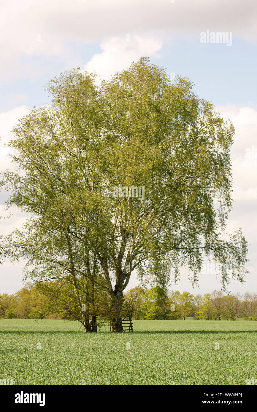Modern tree logo hi-res stock photography and images - Alamy