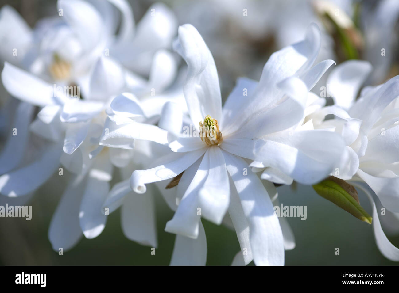 White yellow flowering star hi-res stock photography and images - Alamy