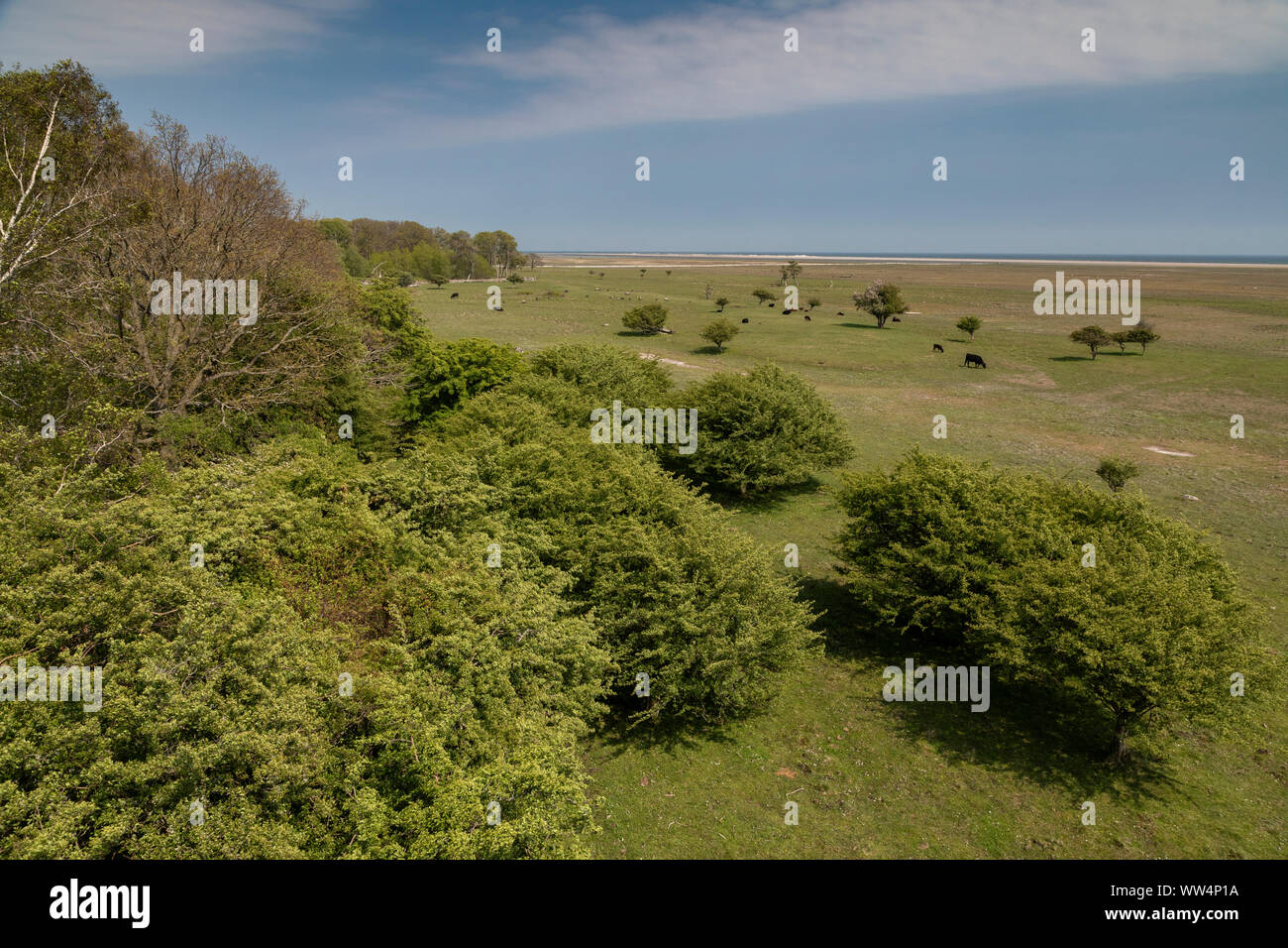 Grazed coastal grassland at Ottenby Lund, at the southern tip of Oland ...