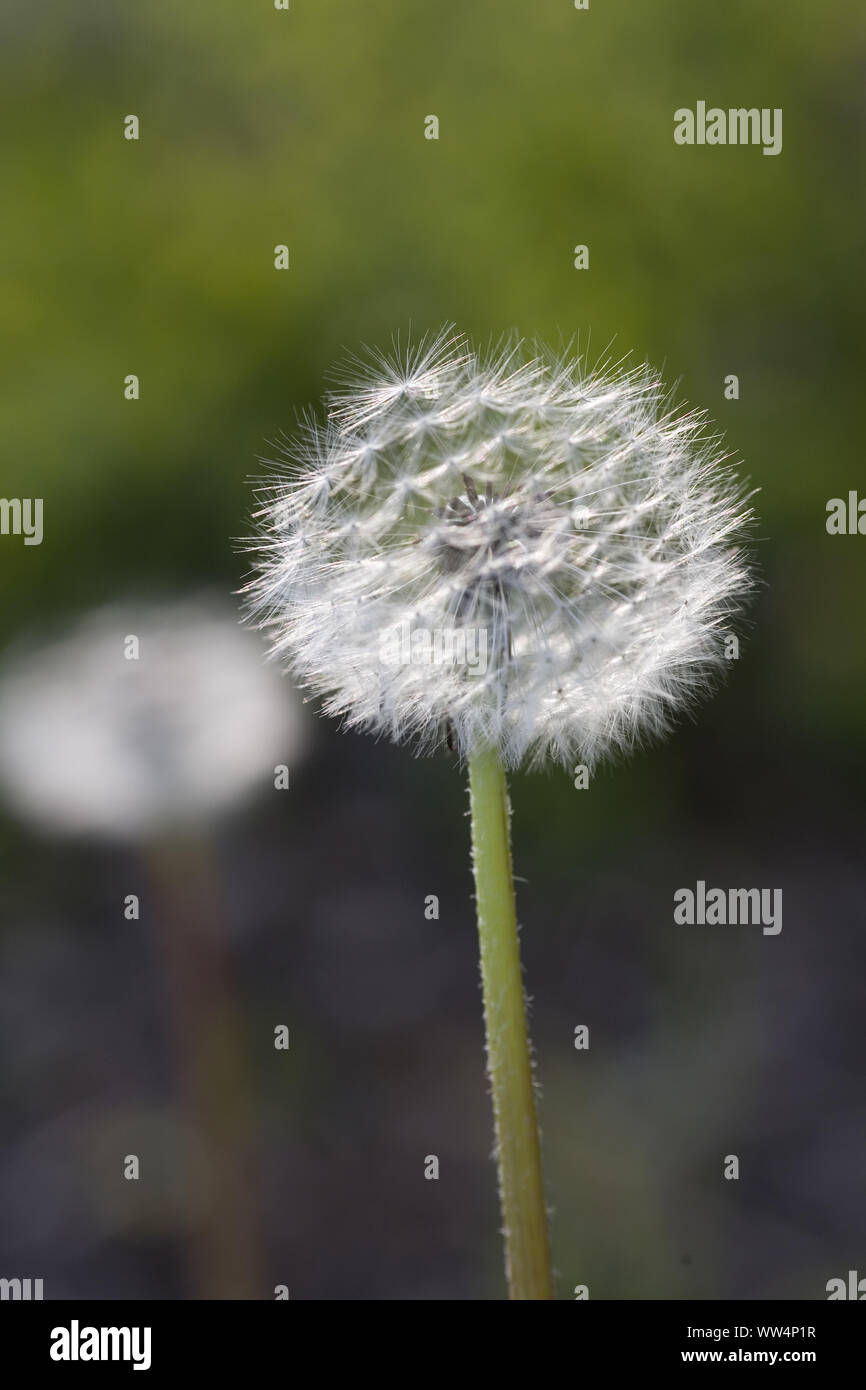 Blowball with flight seeds Stock Photo - Alamy