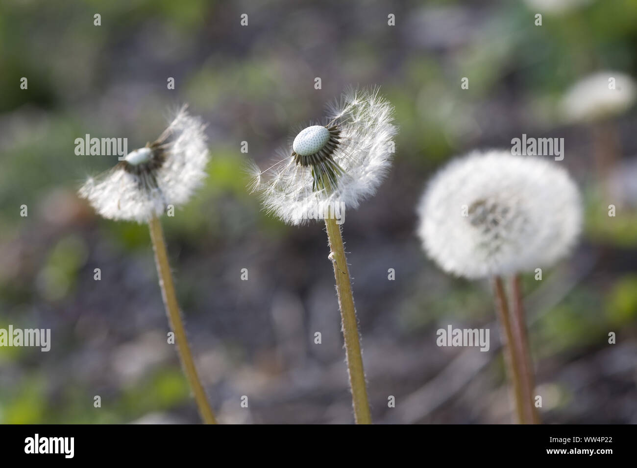 Flight Seeds High Resolution Stock Photography and Images - Alamy