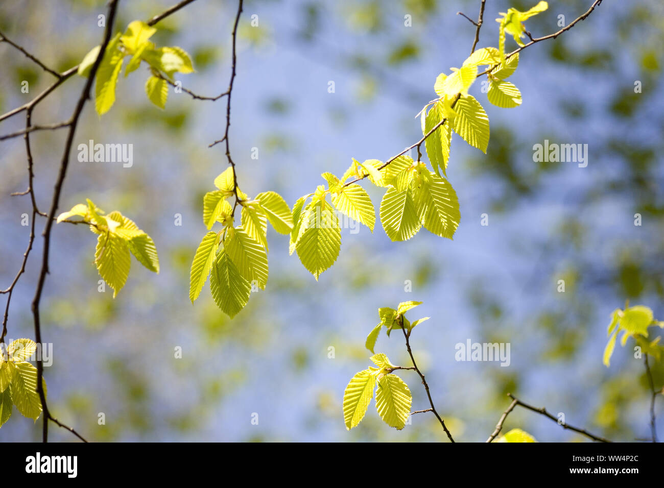 Beech twig hi-res stock photography and images - Alamy