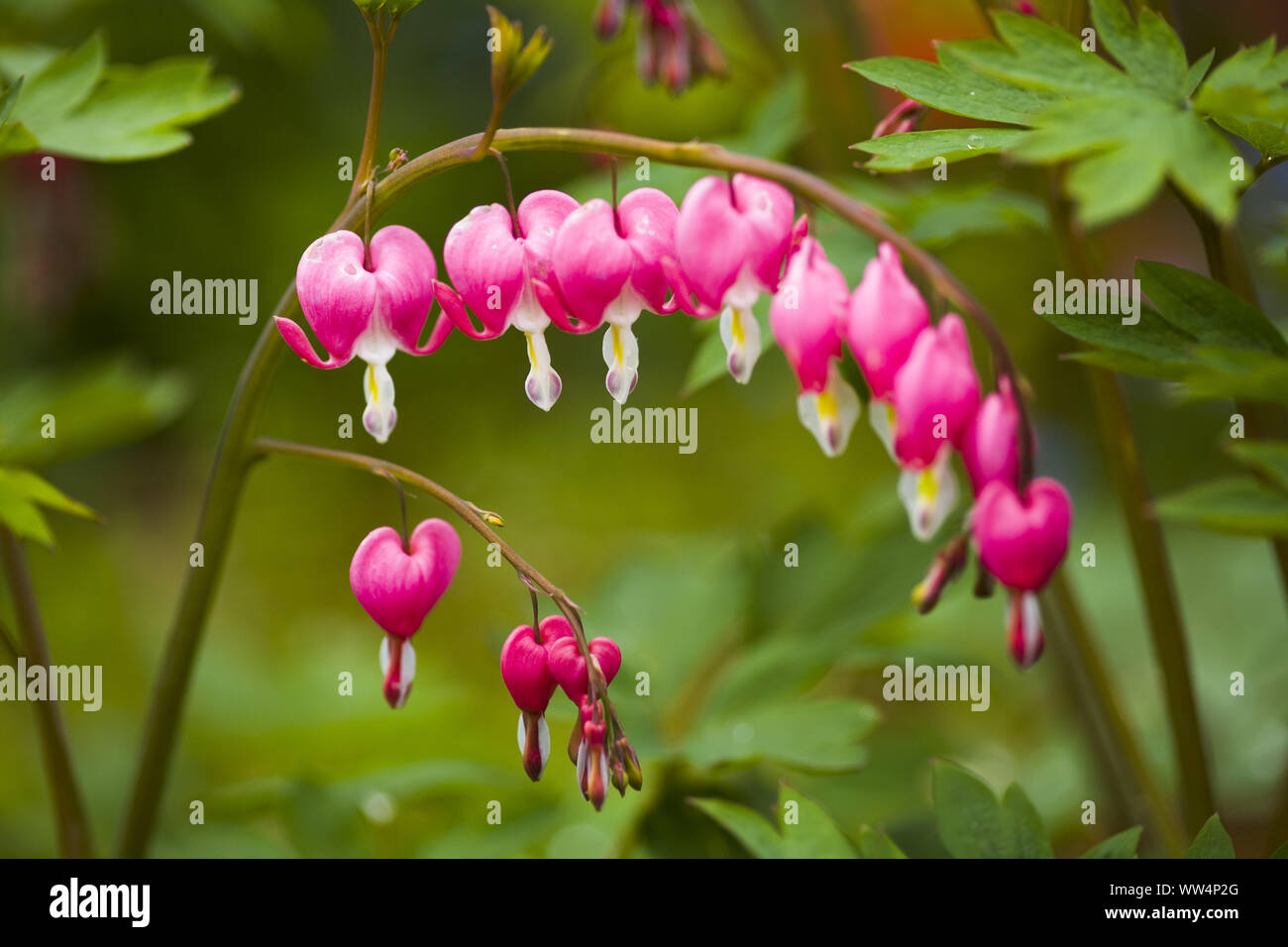 Blooming bleeding heart plant hi-res stock photography and images - Alamy