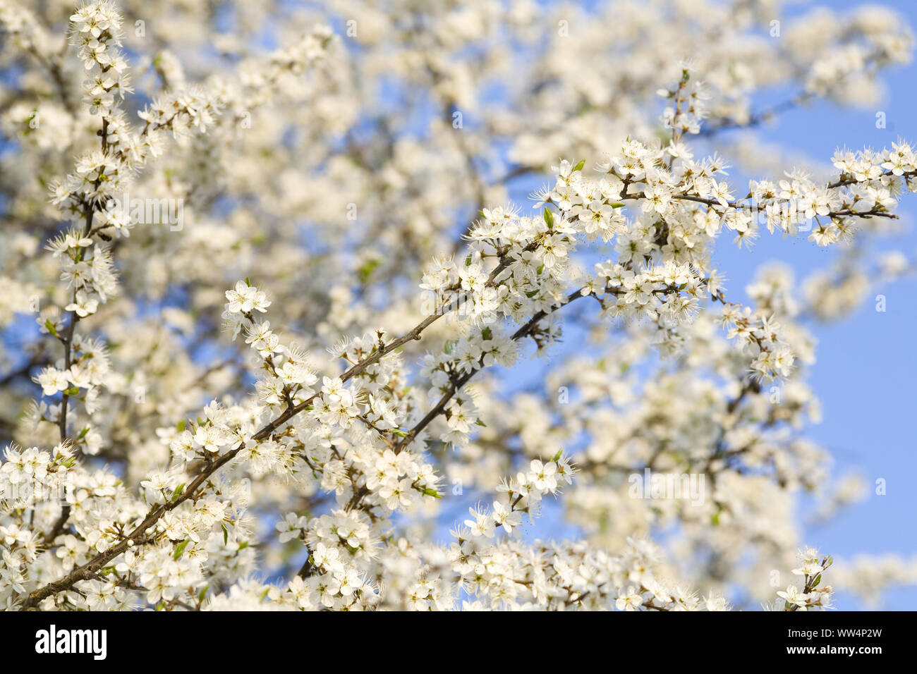 Blossom twigs hi-res stock photography and images - Alamy