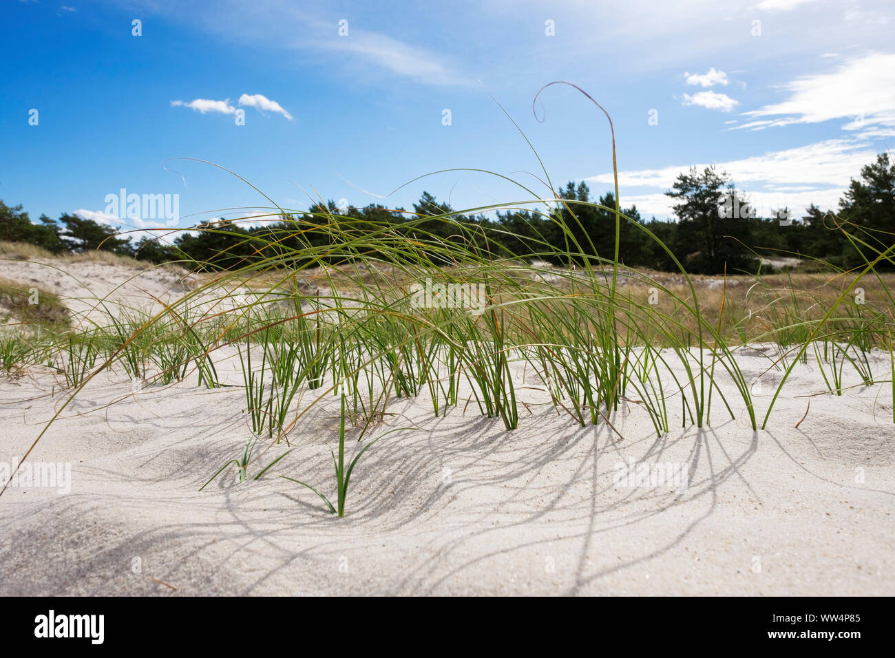 Beachgrass ammophila arenaria in dune on the baltic sea hi-res stock ...