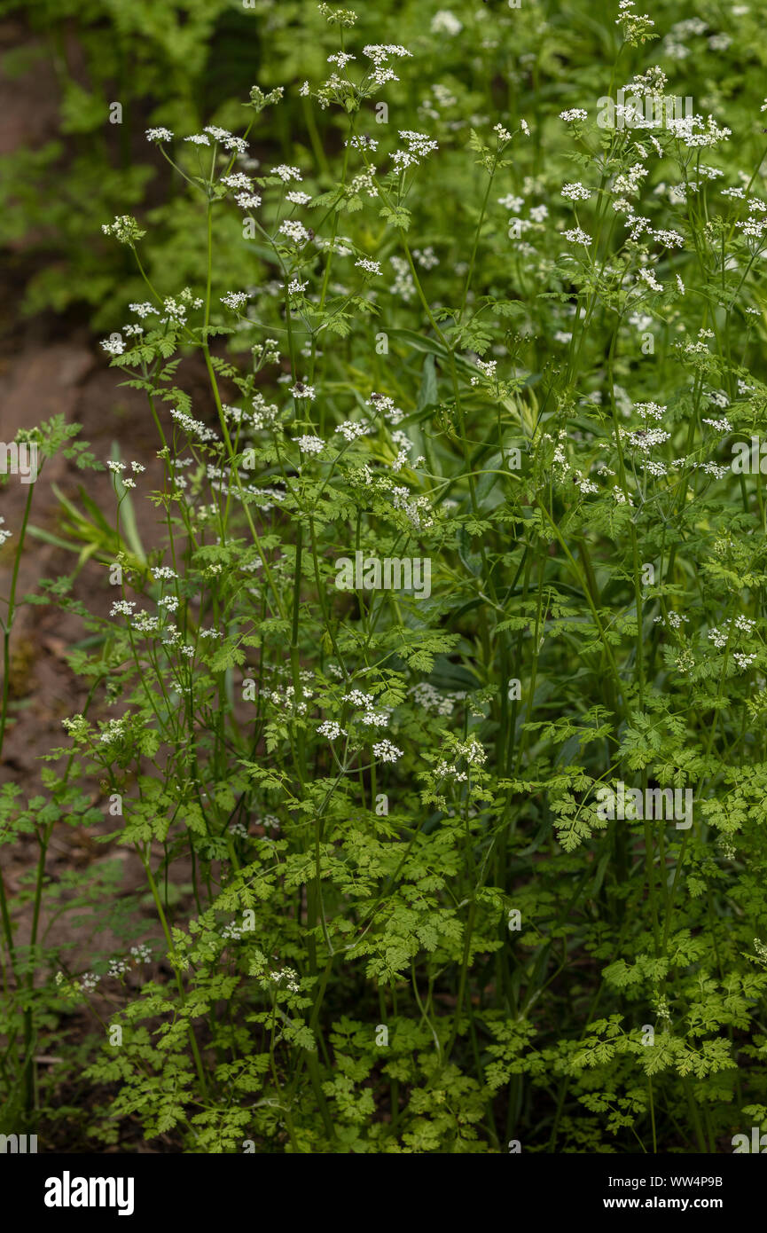 Chervil plant hi-res stock photography and images - Alamy