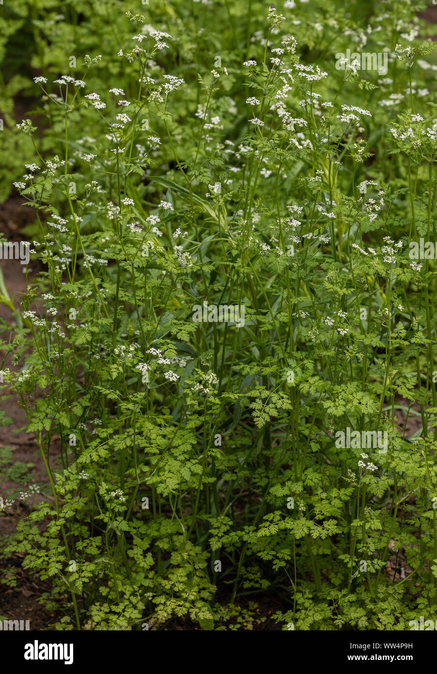 Chervil plant hi-res stock photography and images - Alamy