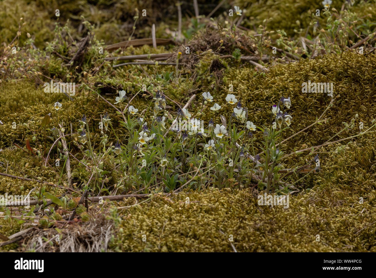 Wild Pansy, or Heartsease, Viola tricolor, in flower on old thatch roof ...