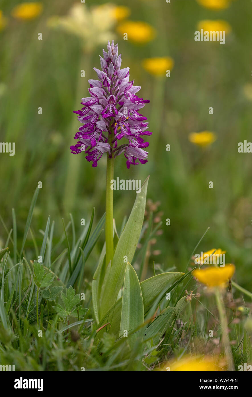 Military orchid, Orchis militaris, in flower in calcareous grassland ...