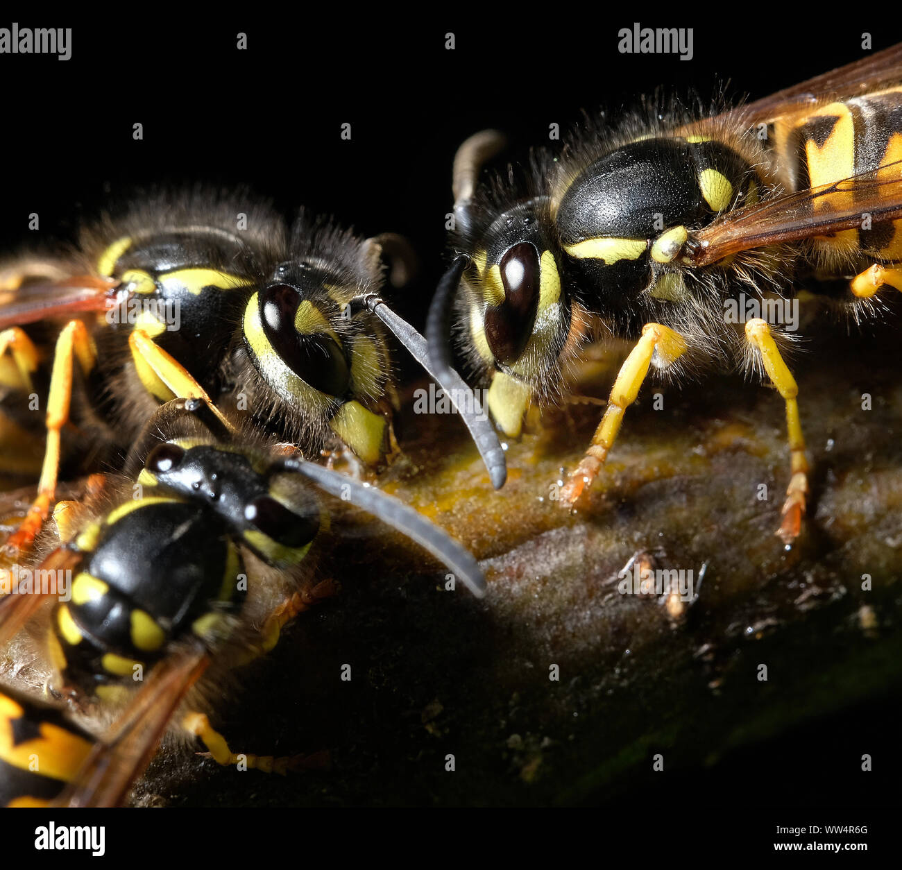 Sting wasp hi-res stock photography and images - Alamy