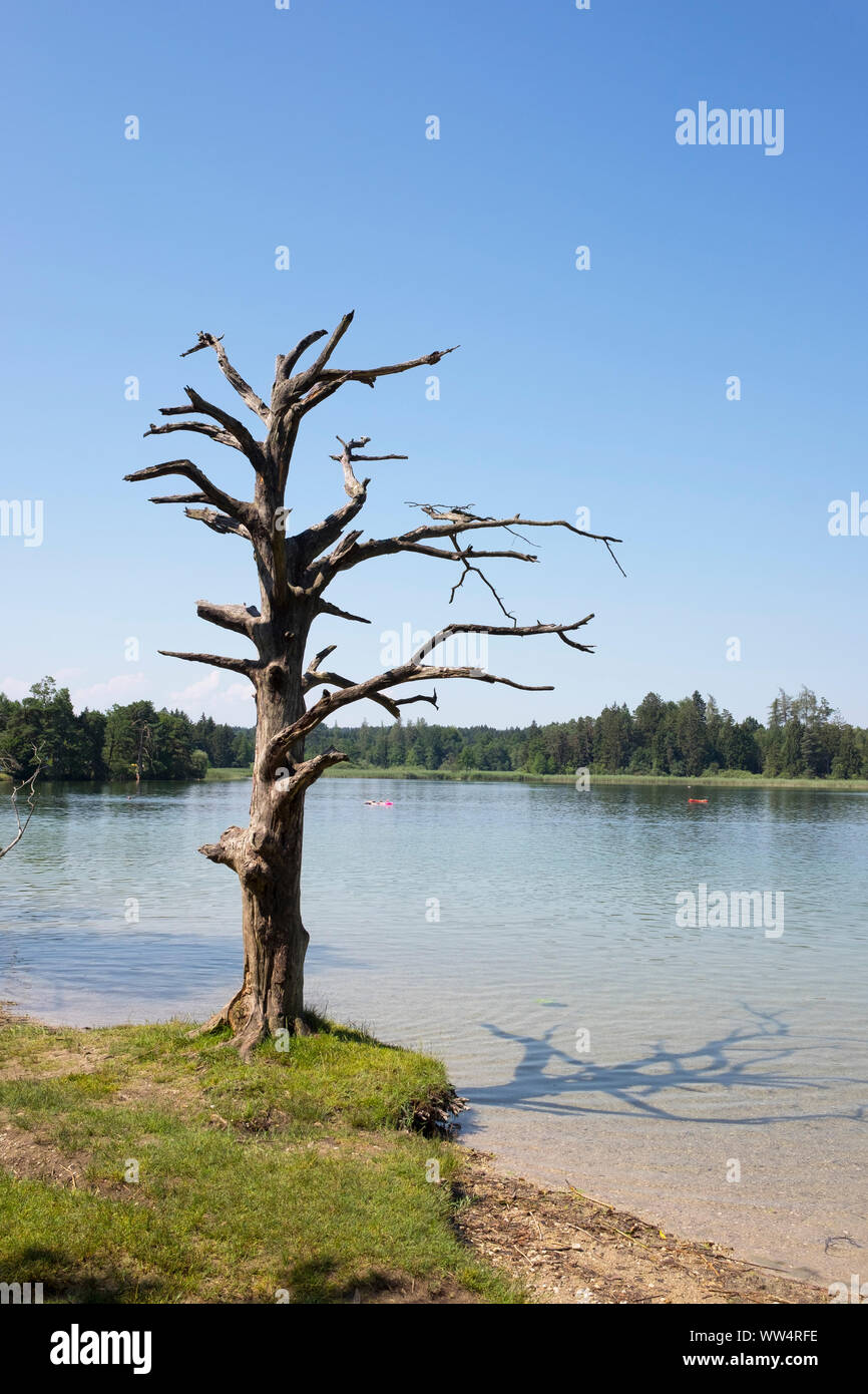 Tree skeleton at the fohnsee hi-res stock photography and images - Alamy