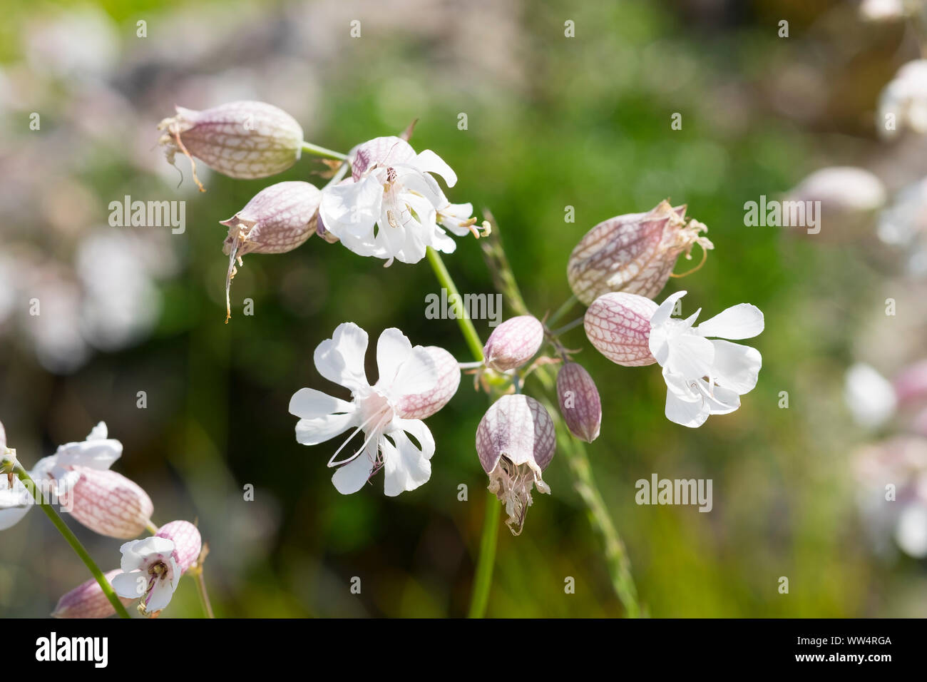 Bladder campion (Silene vulgaris), Chiemgau Alps, Upper Bavaria ...