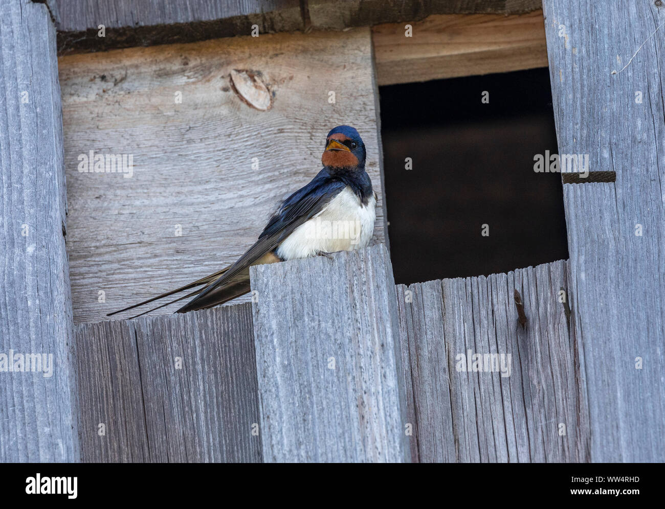 Barn Swallow Nesting High Resolution Stock Photography and Images - Alamy