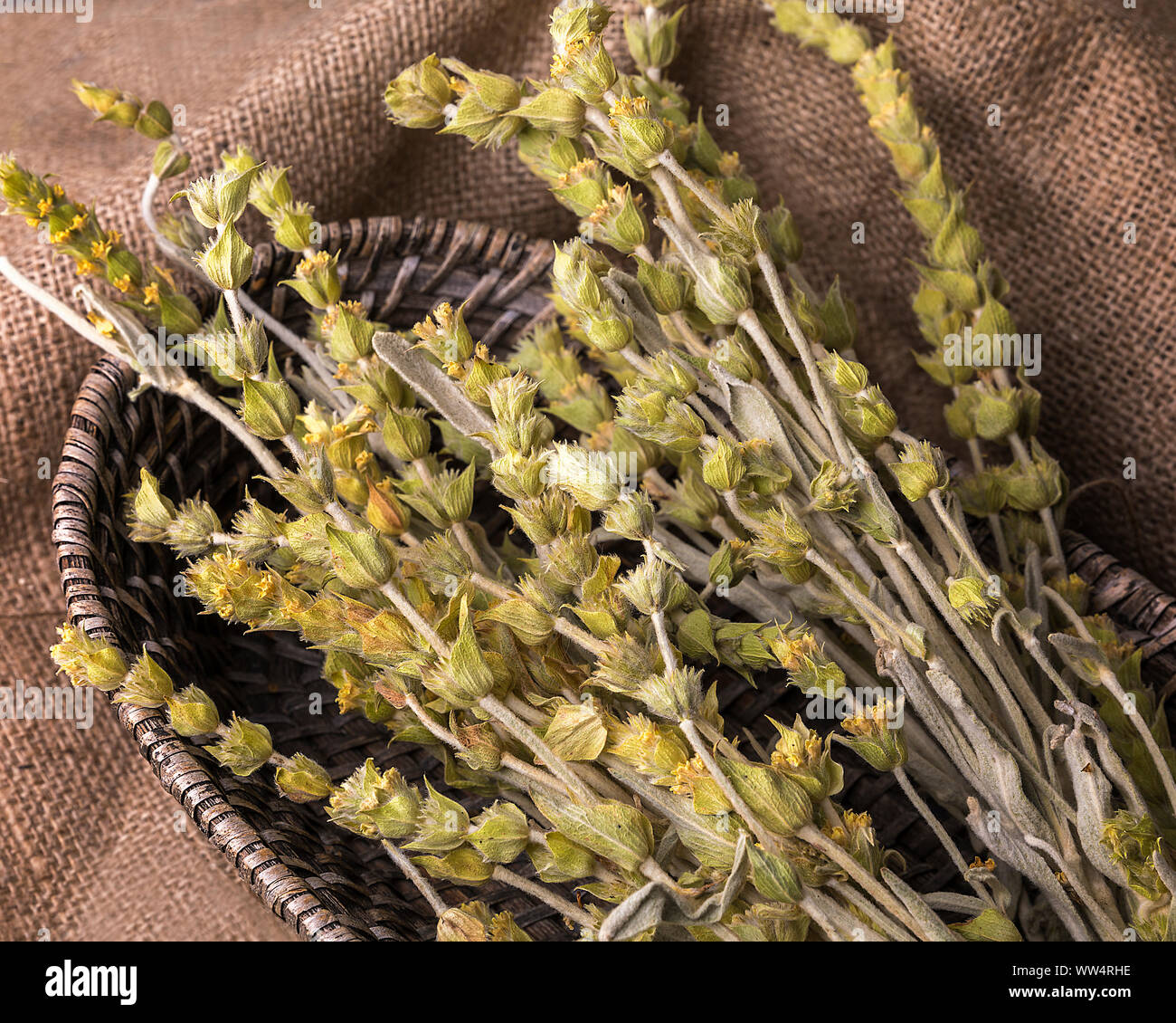 Dried Mountain Tea On Stem. Isolated Image Stock Photo - Alamy