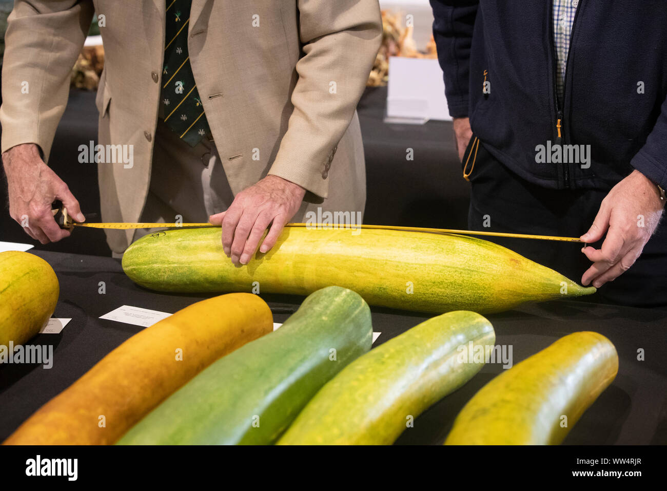 Judging takes place during the Giant Vegetable competition at the ...