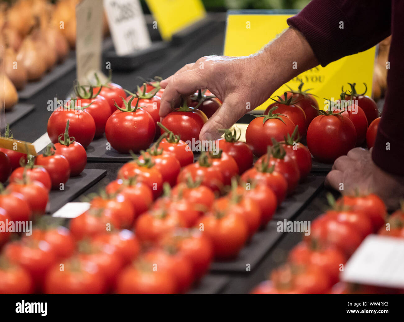 Judging takes place during the National Vegetable Society UK ...