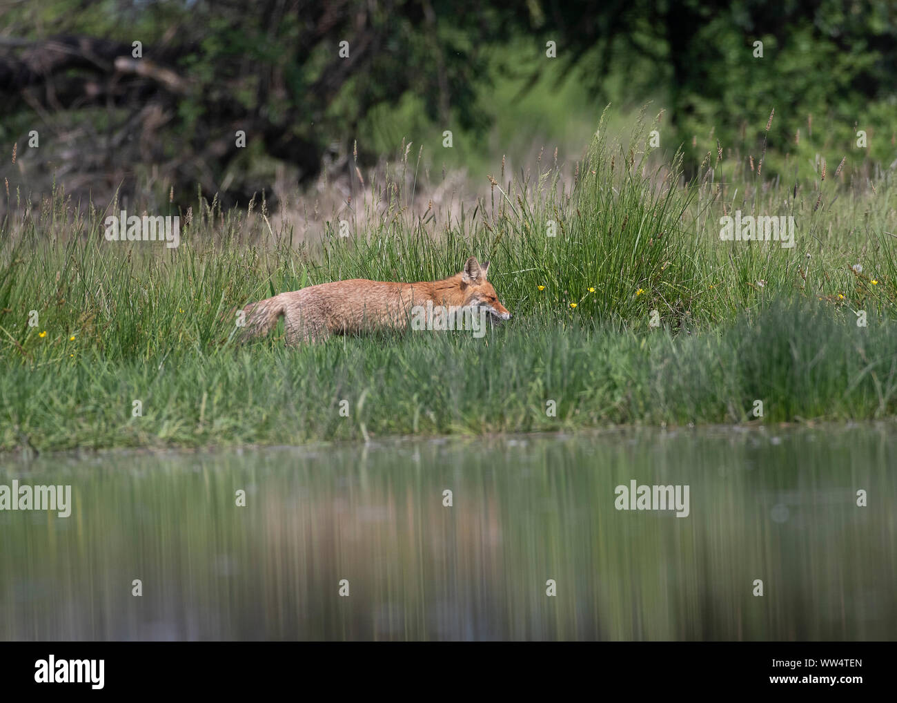 Red fox (Vulpes vulpes) moving through grass at side of pool, Hortobágy ...