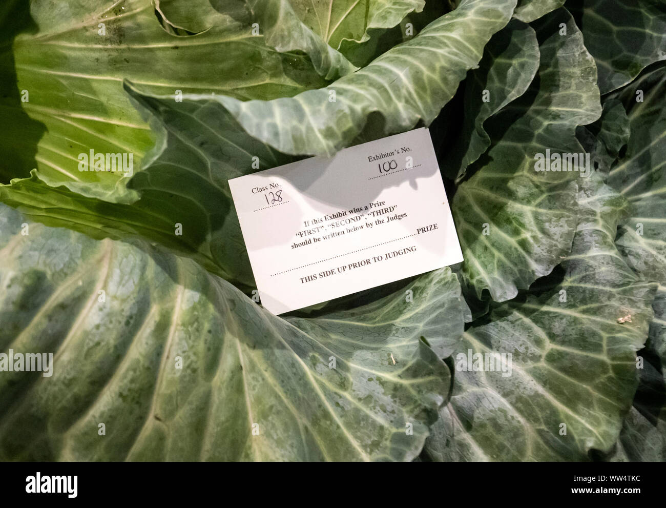 Judging takes place during the Giant Vegetable competition at the ...
