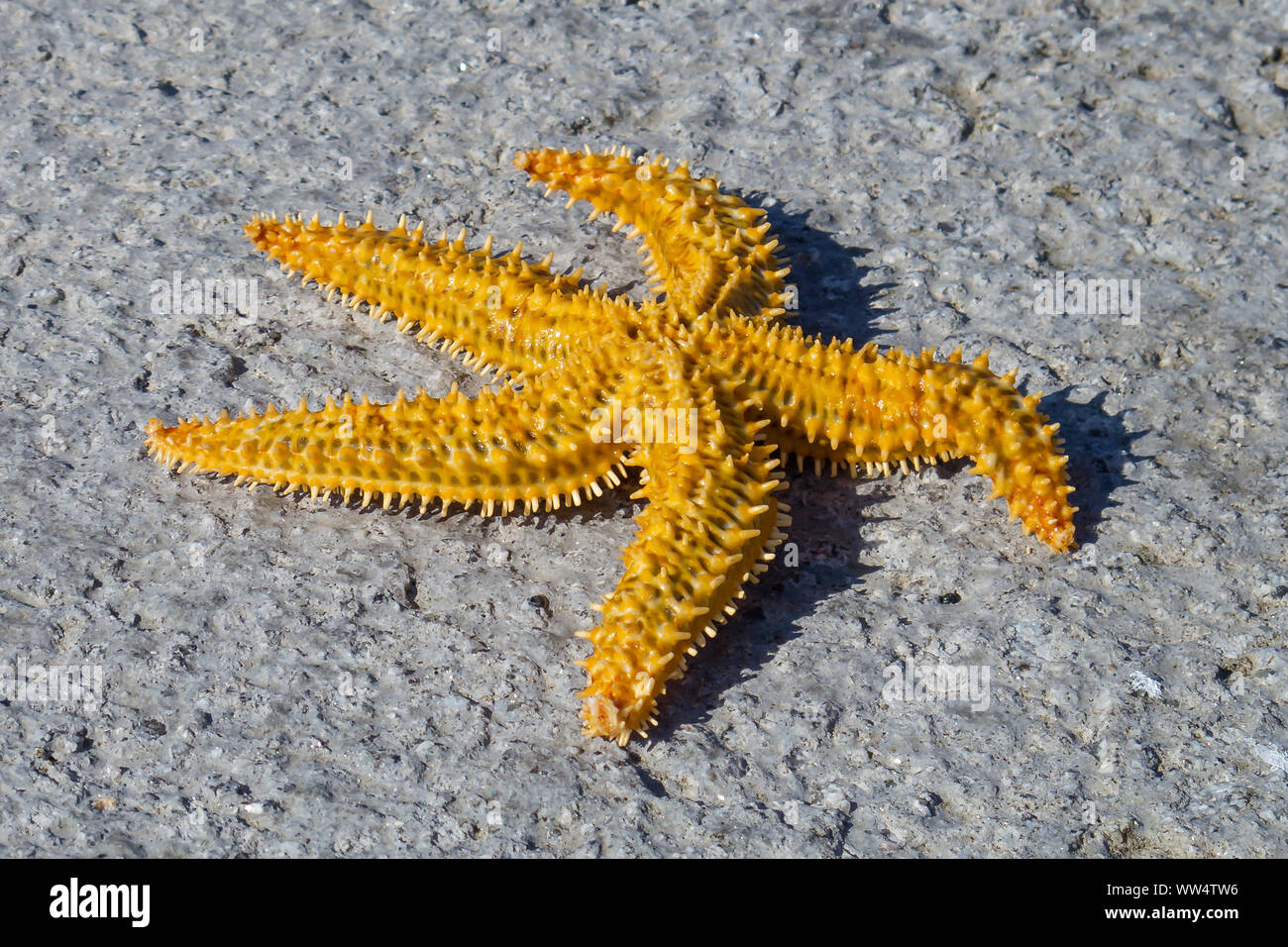 Fresh yellow starfish drying in the sun on concrete ground Stock Photo ...