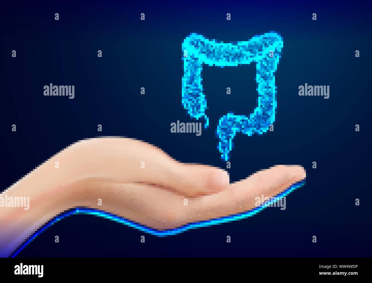 Digestive system in female anatomy Stock Vector Images - Alamy