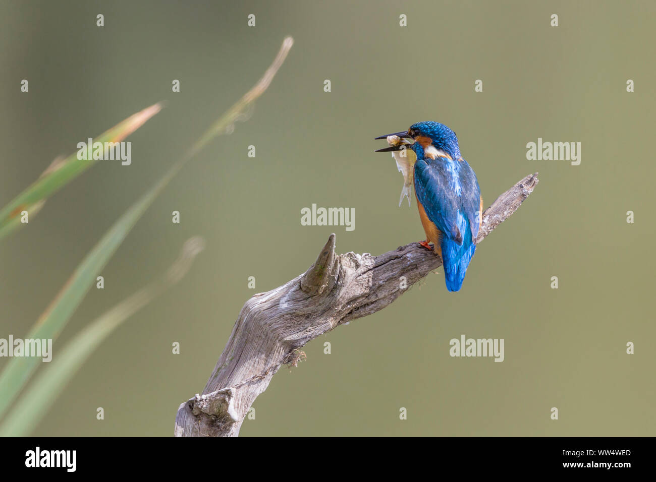 Parts of fish hi-res stock photography and images - Alamy