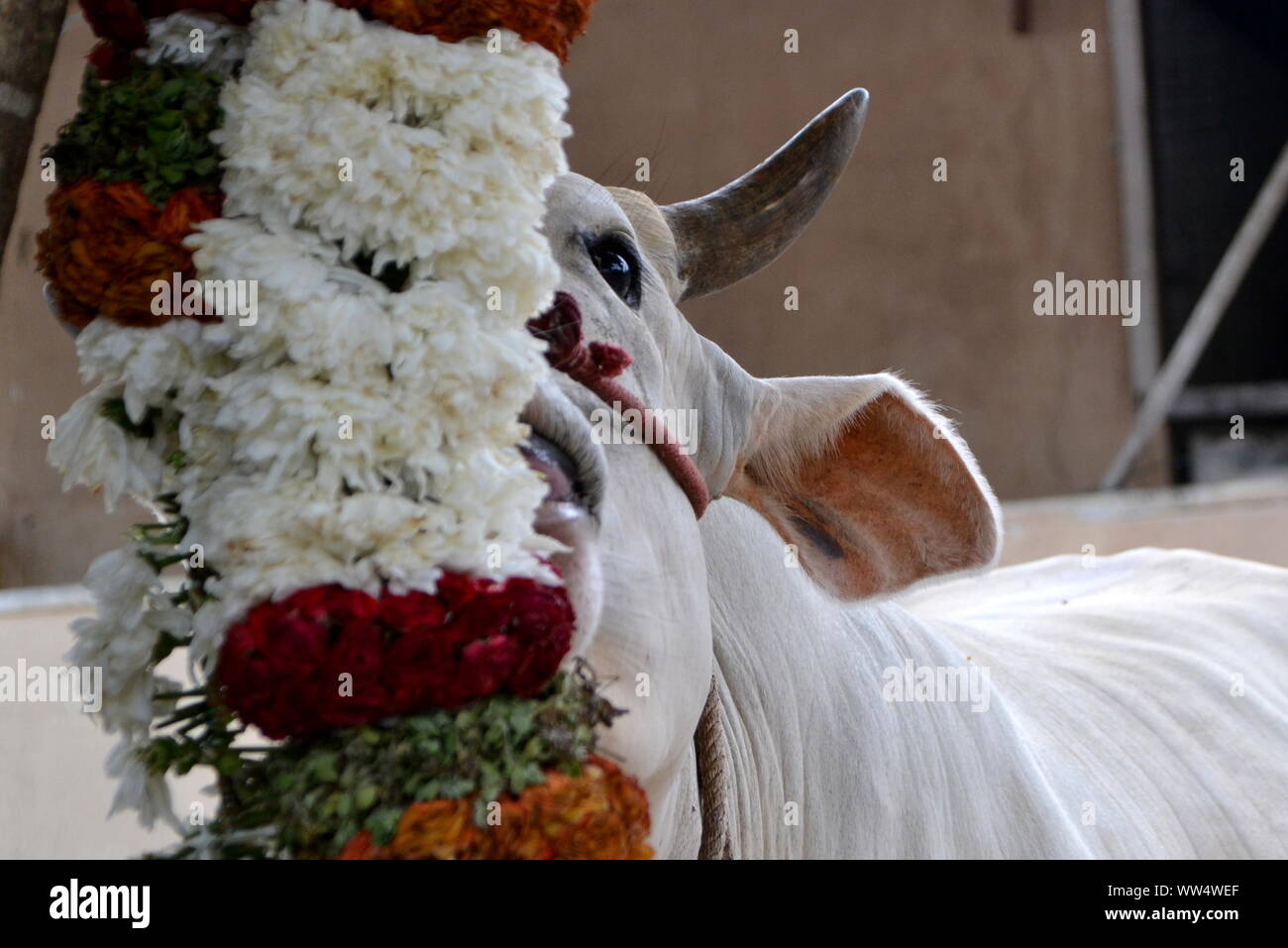 A cow sneaking away to the eat the flower offering at hindu temple Sri Shakti, Selangor ...