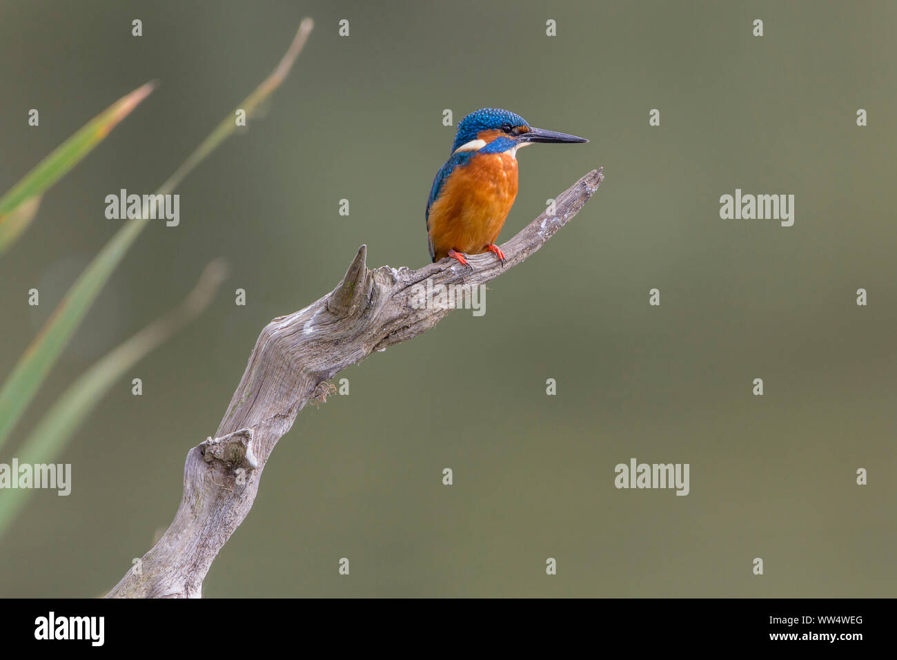 Kingfisher (Alcedo atthis) male on perch long dagger-like bill orange ... Kingfisher (Alcedo atthis) male on perch long dagger-like bill orange ...