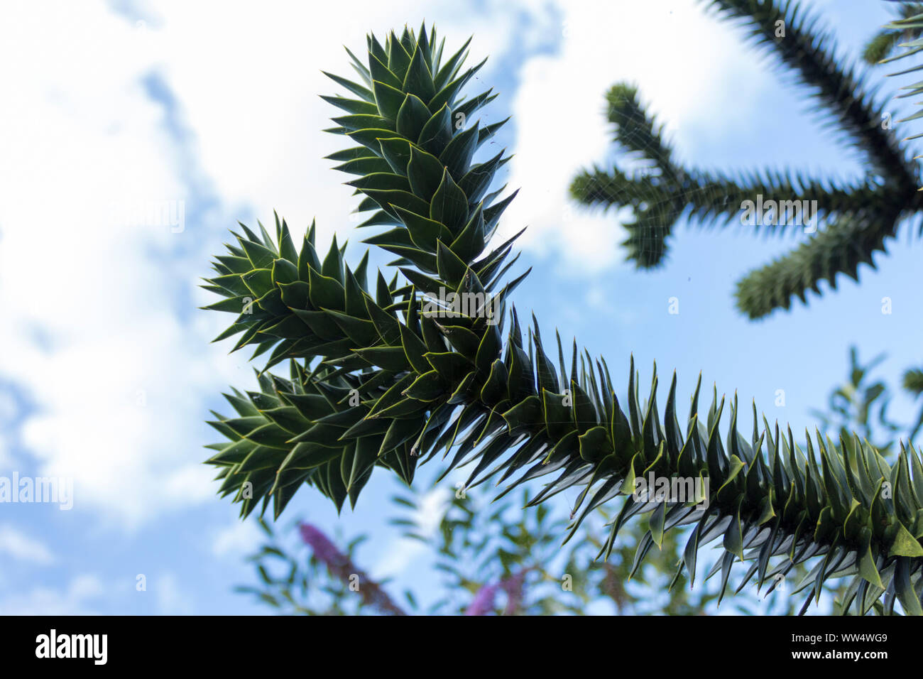 Monkey puzzle tree large stout trunk sharp razor like leaves on trunk ...