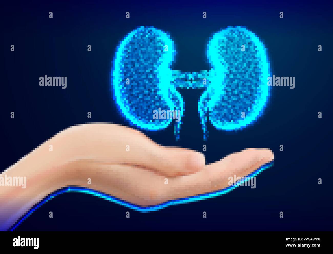 Doctor holding in hand kidney Stock Vector Images - Alamy