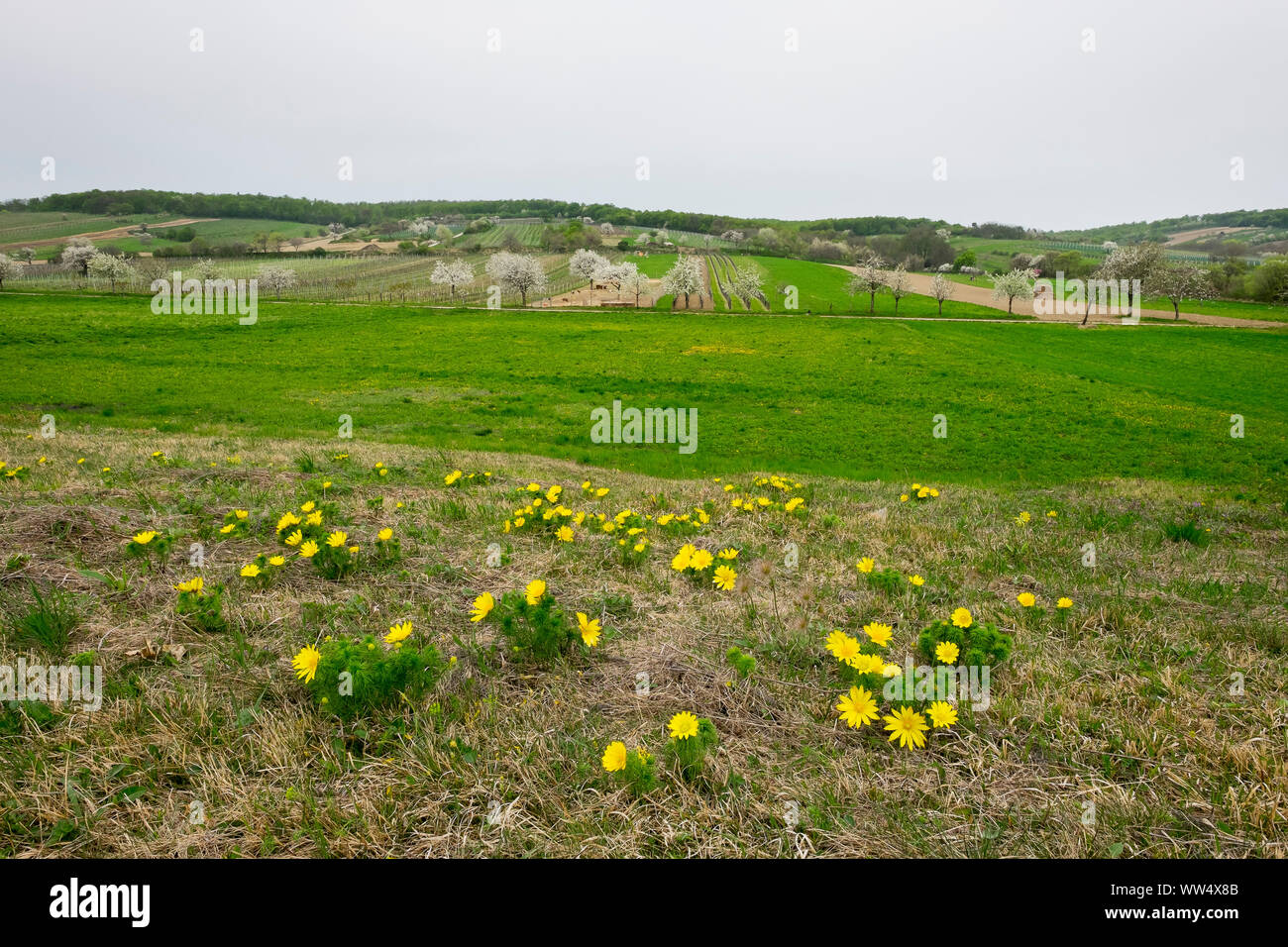 Adonis body hi-res stock photography and images - Alamy