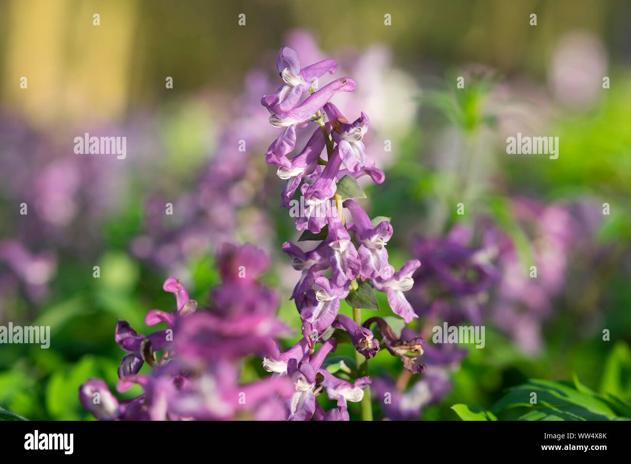Hollowroot (Corydalis cava), Leitha Mountains, Burgenland, Austria ...