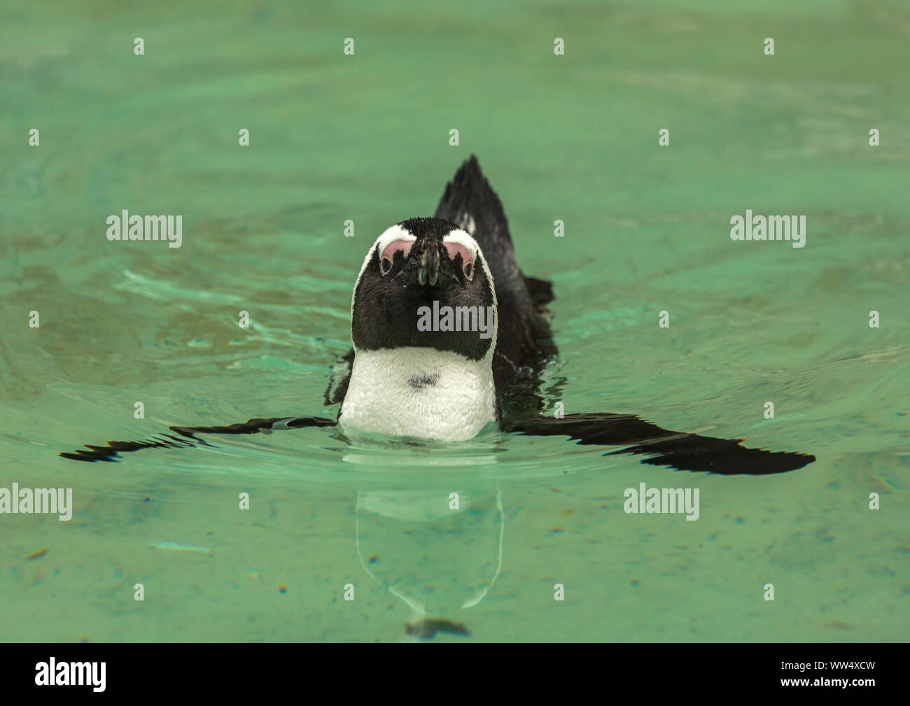 Emperor penguin dive water hi-res stock photography and images - Alamy