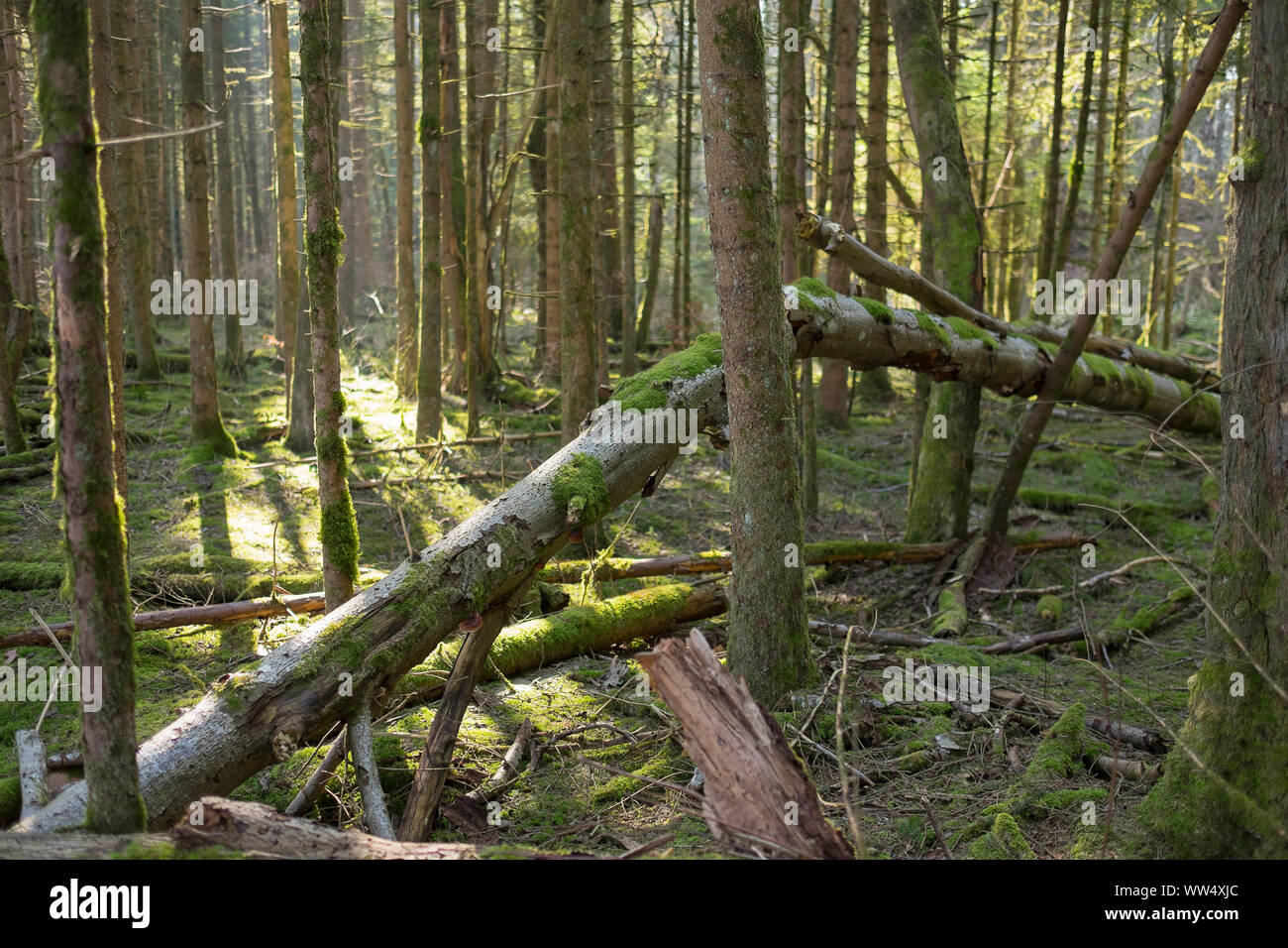 Alluvial forest, Isar floodplains, Geretsried, Pupplinger Au, Upper ...