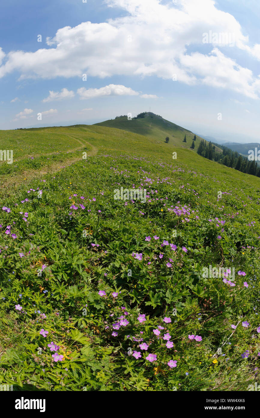 Storksbill geranium on mountain pasture hi-res stock photography and ...