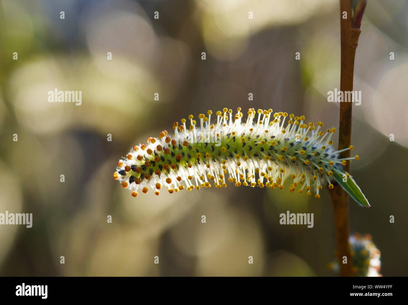 Salix purpurea hi-res stock photography and images - Alamy