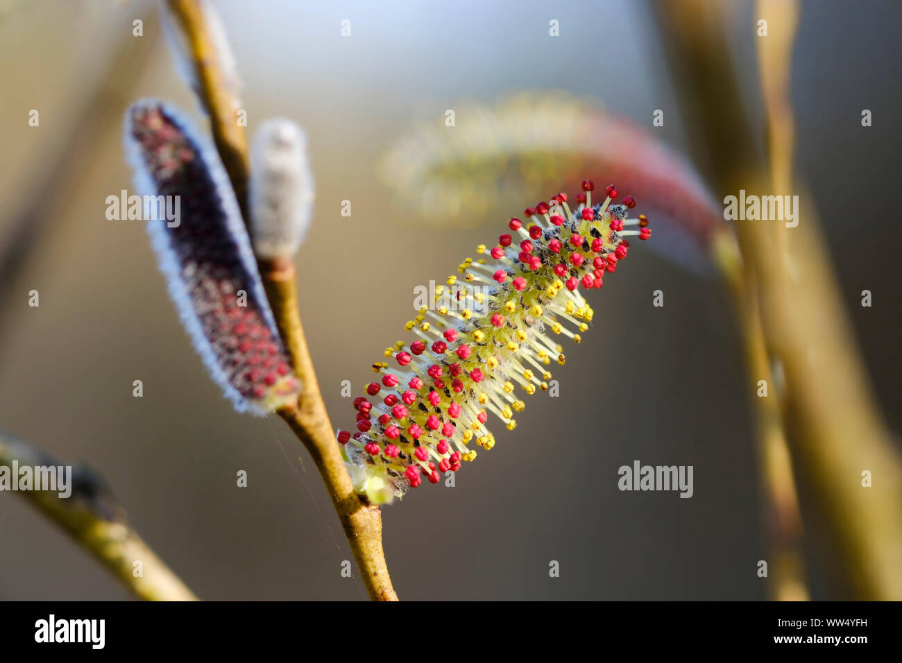 Salix purpurea hi-res stock photography and images - Alamy