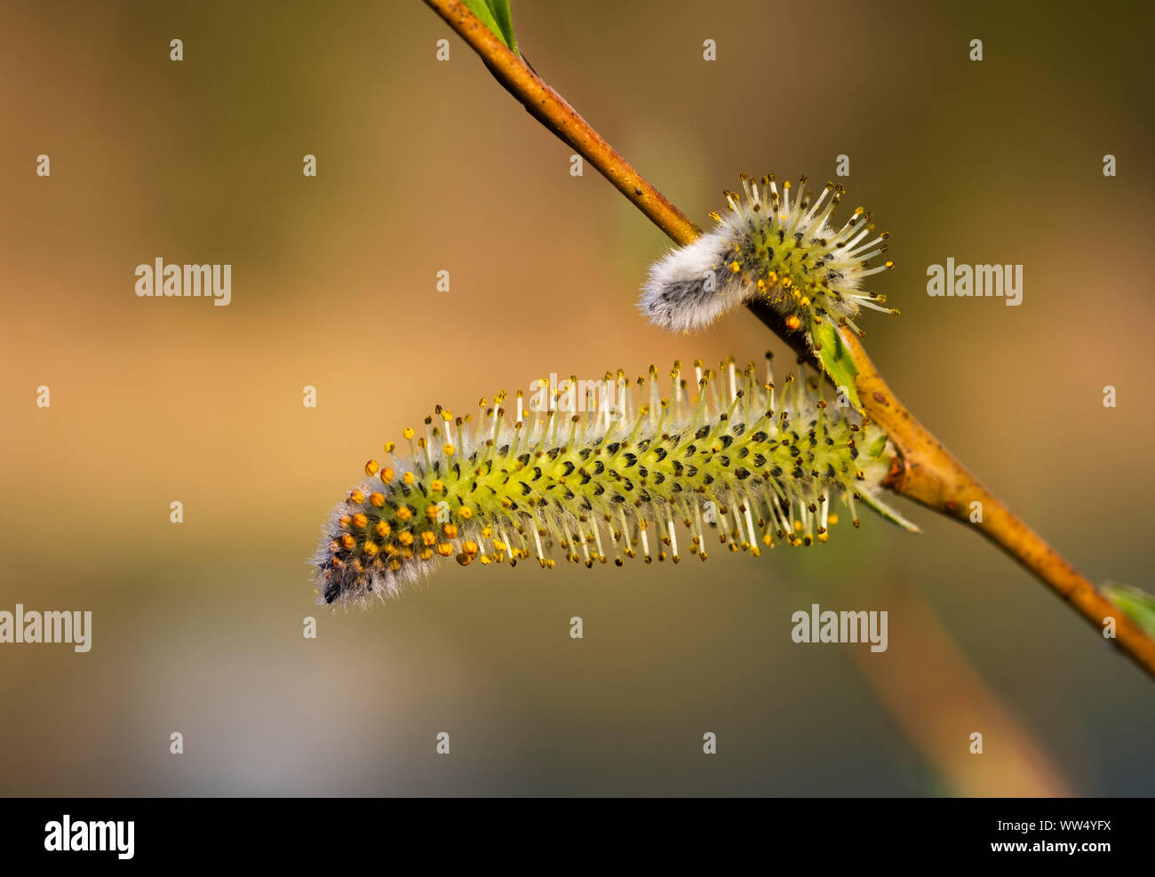Salix purpurea hi-res stock photography and images - Alamy