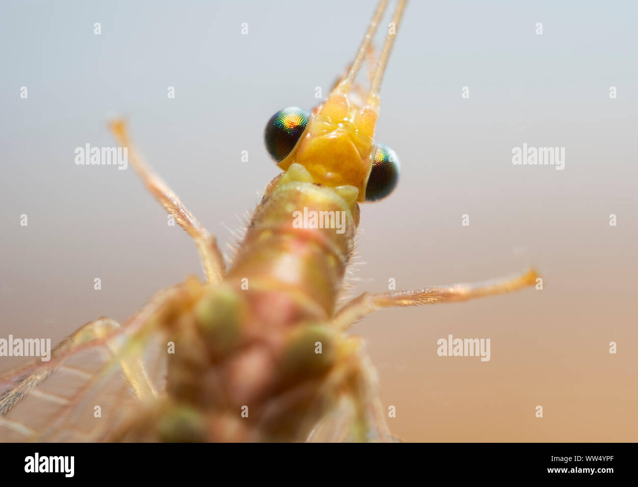Common green lacewing (Chrysoperla carnea), Bavaria, Germany Stock ...