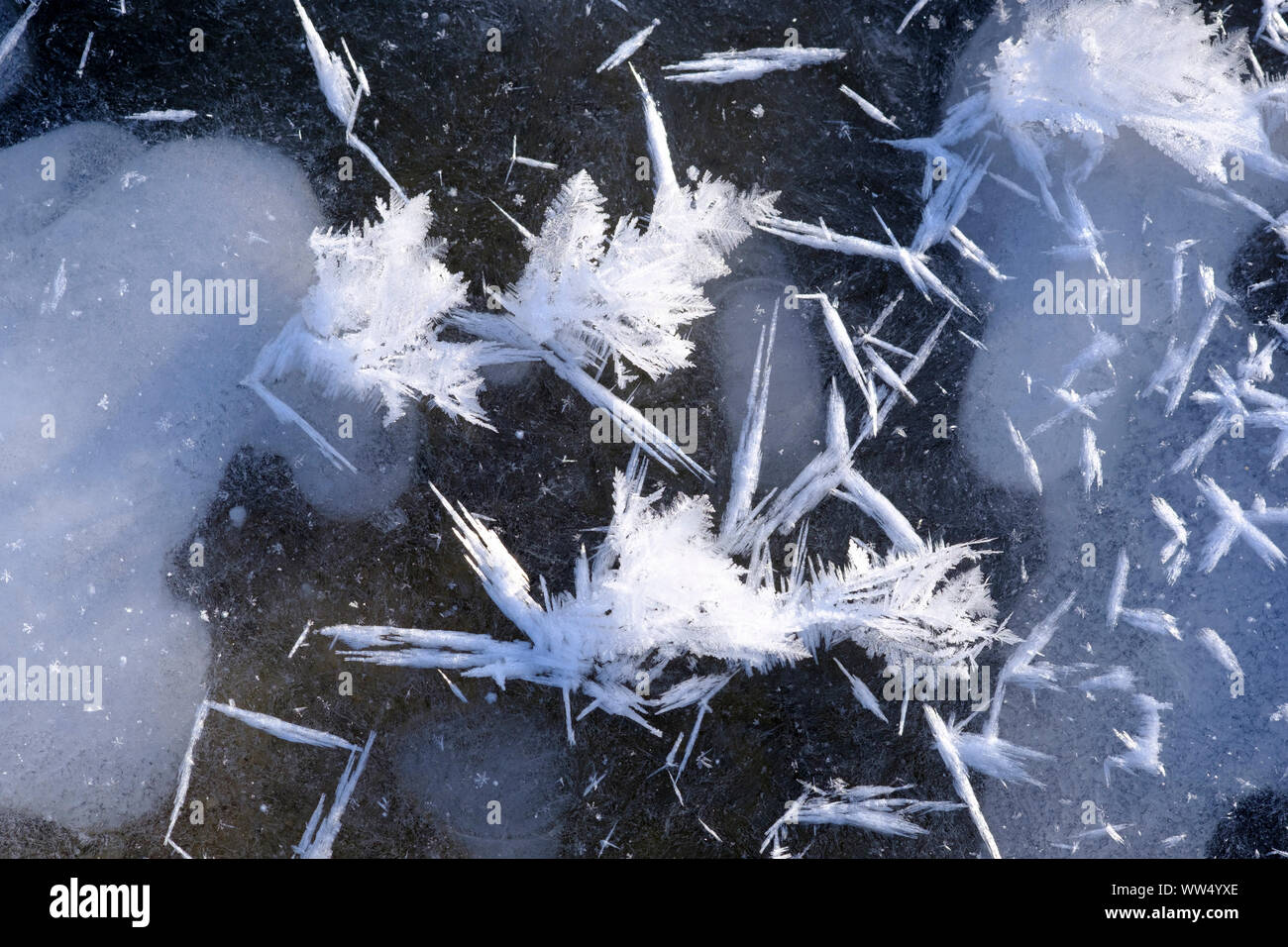 Ice-crystals on coat of ice, nature reserve Isarauen, Upper Bavaria ...
