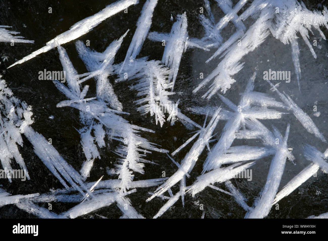 Ice-crystals on coat of ice, nature reserve Isarauen, Upper Bavaria ...