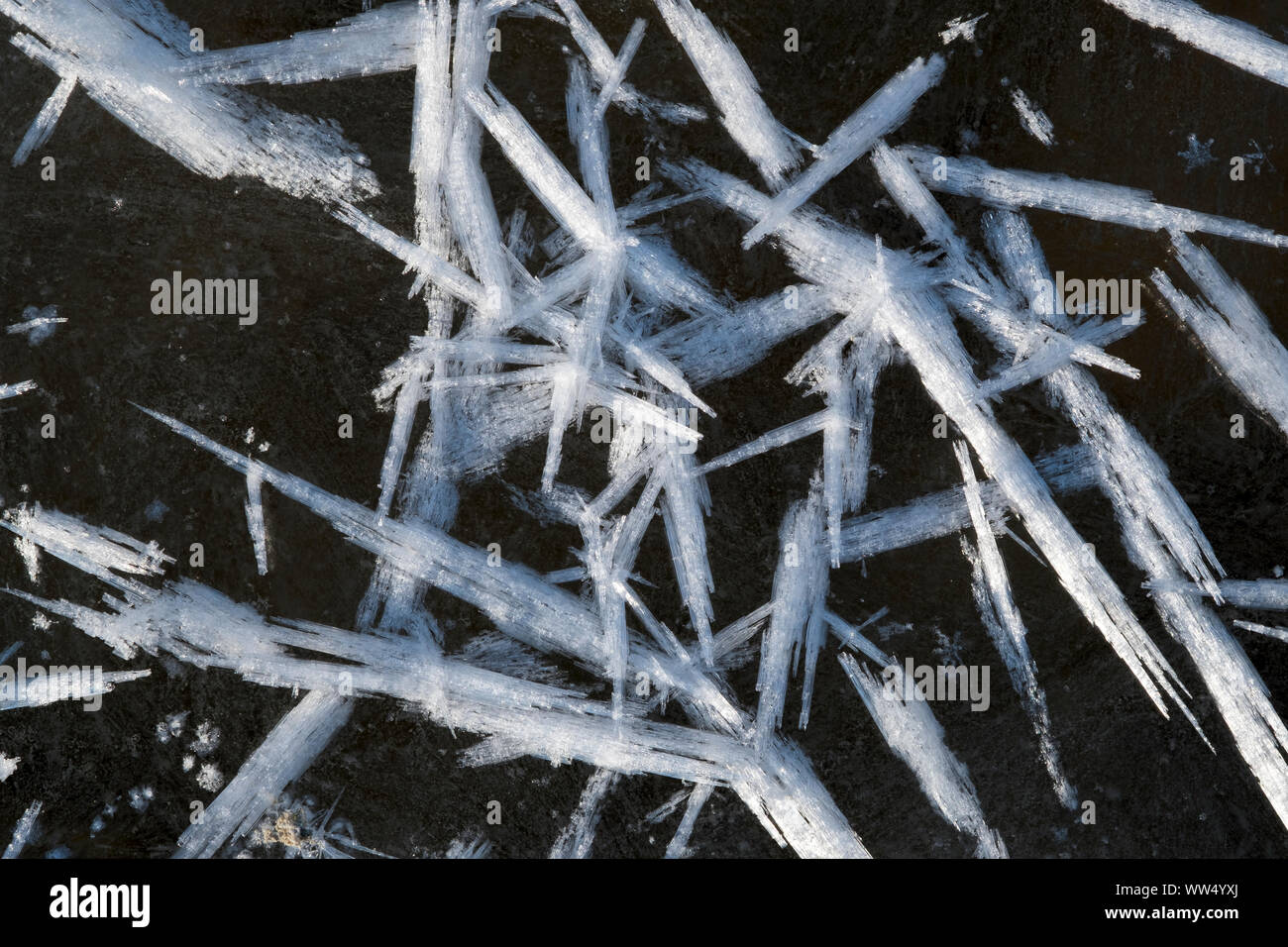 Ice-crystals on coat of ice, nature reserve Isarauen, Upper Bavaria ...