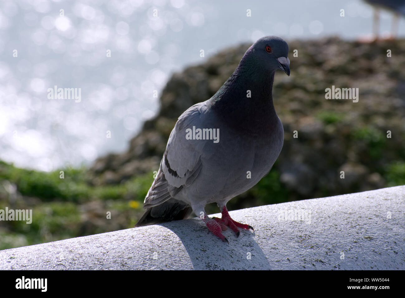 Flying pidgeons hi-res stock photography and images - Alamy