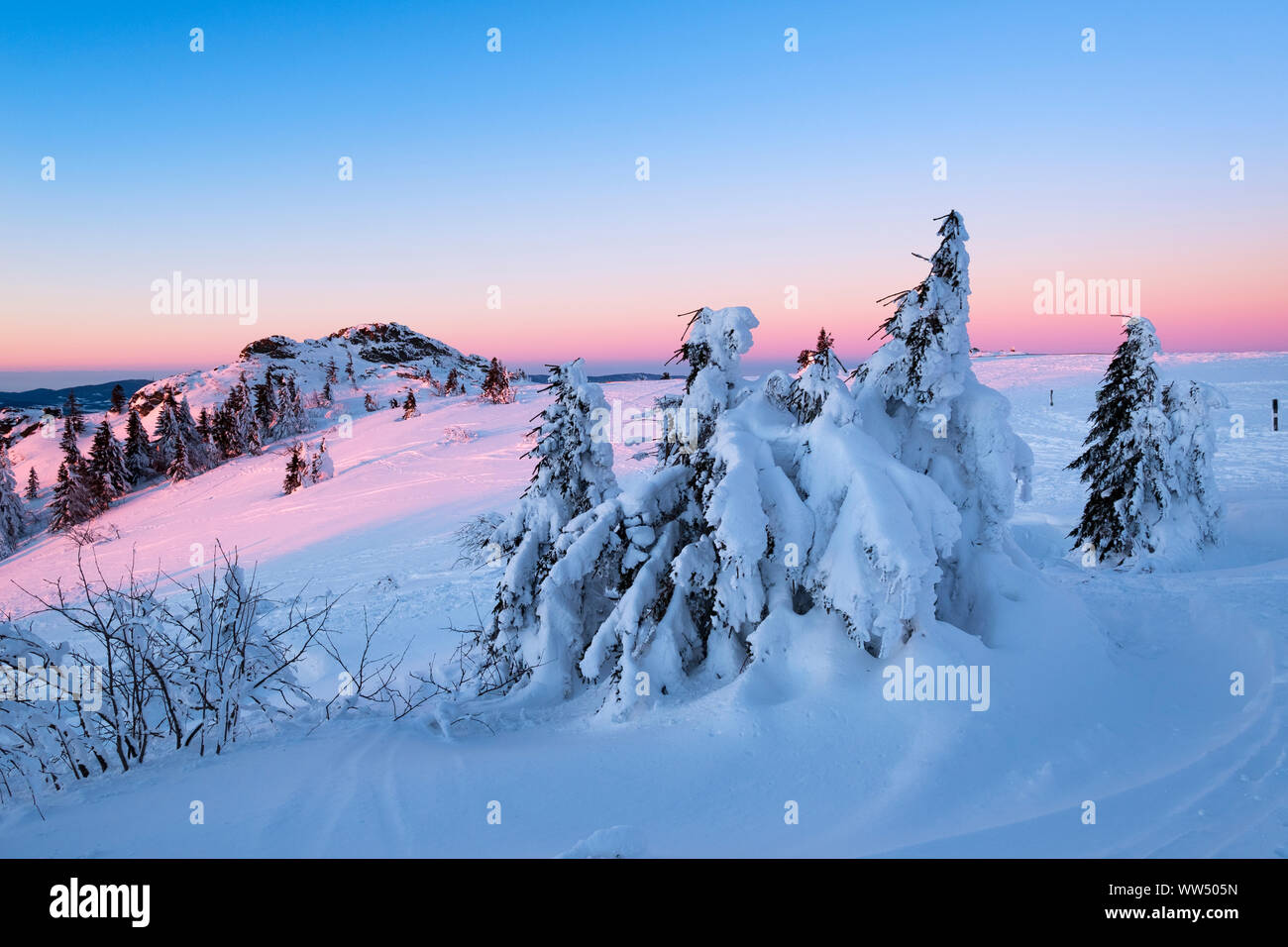 Sunrise, snow-covered spruces, Bodenmaiser Riegel, GroÃŸer Arber ...