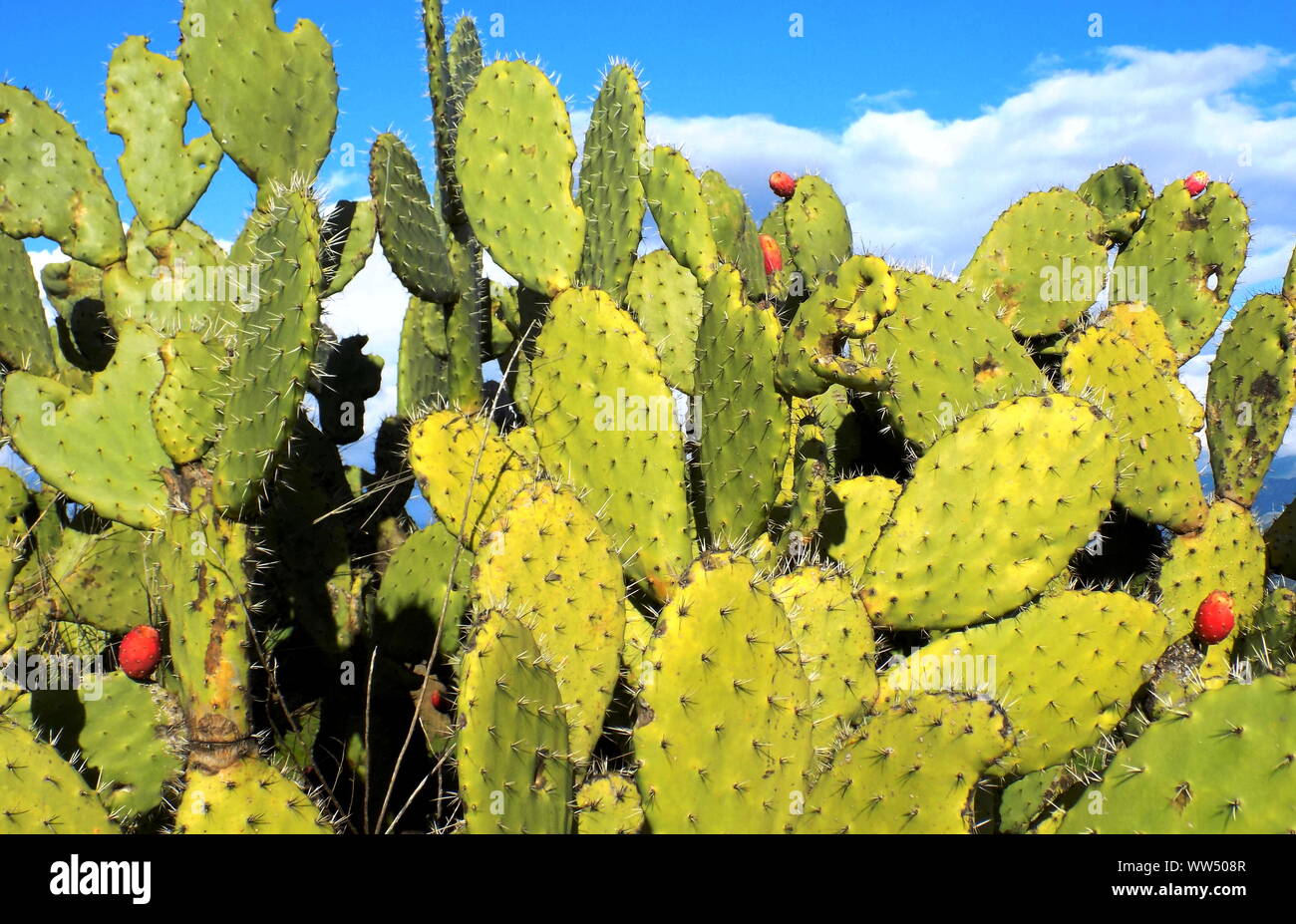 prickly pear, fruit, flower, tree, plant, Kalamata, Greece Stock Photo ...