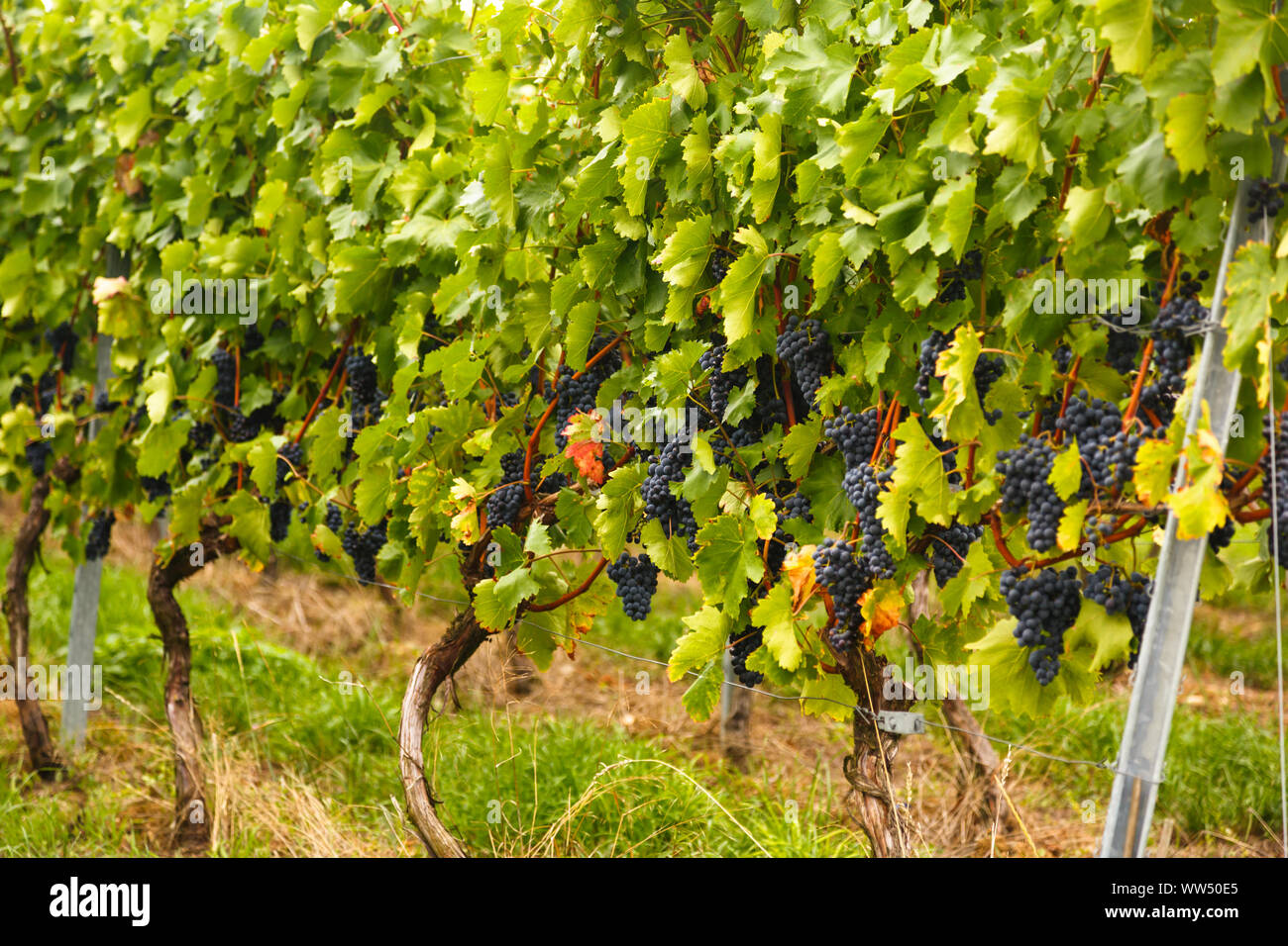 Harvest season landscape hi-res stock photography and images - Alamy
