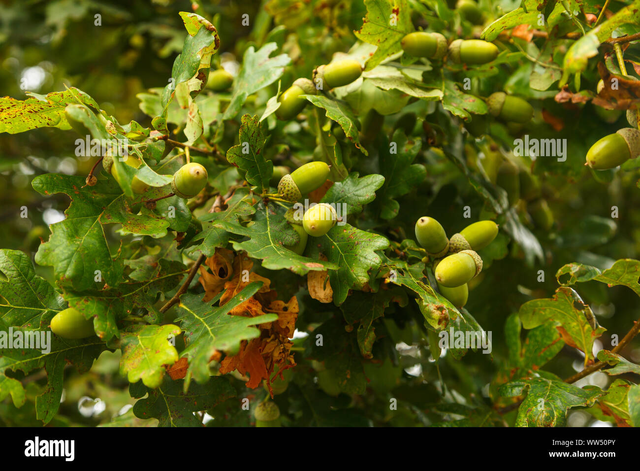 Oak tree with acorns Stock Photo - Alamy