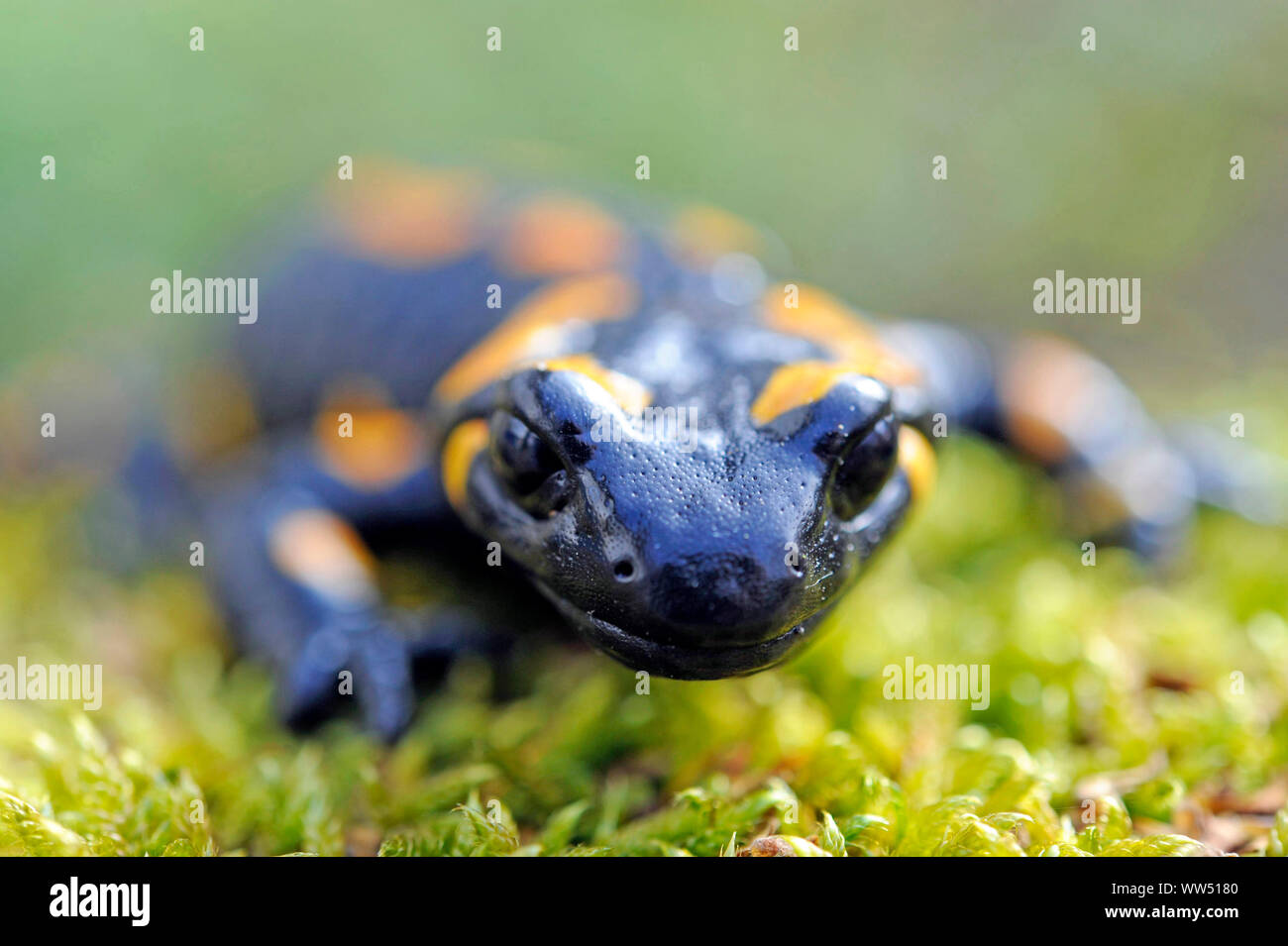 Spotted salamander Salamandra salamandra on food search Stock Photo - Alamy