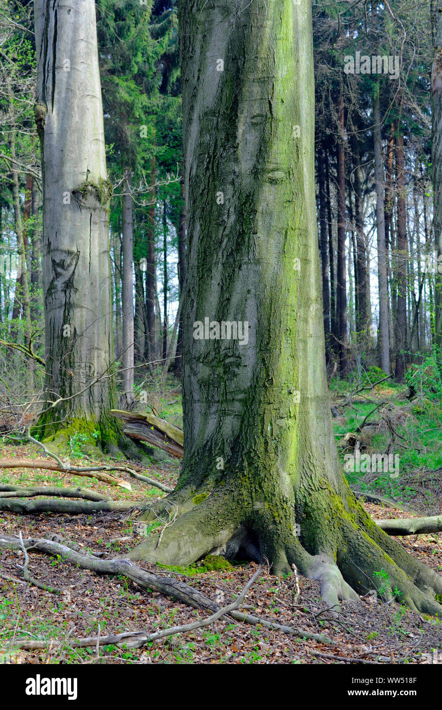 Near-natural forest landscape, foliage mixed forest with strong copper ...