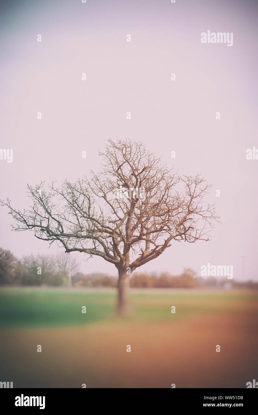 Leafless tree hi-res stock photography and images - Alamy